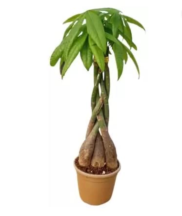 Buy NATURE'S GREENGROW INDIA Braided Pachira Plant (5 in 1) | Home ...