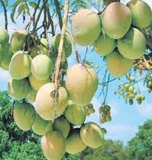 Maa tara green house sweet & testy juicy bari 11 mango fruit tree plant ...