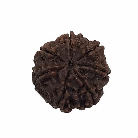 Gemz Mine 7 Mukhi Rudraksha Original Certified Nepali Saptmukhi ...