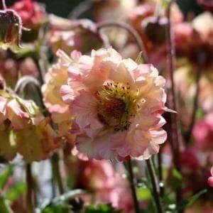 Geum ‘Petticoats Peach’- Perennial That is Ready to Plant Out- Comes ...