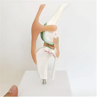Science Gift, Dog Skeleton Model Canine Dog Knee Joint, Anatomical ...
