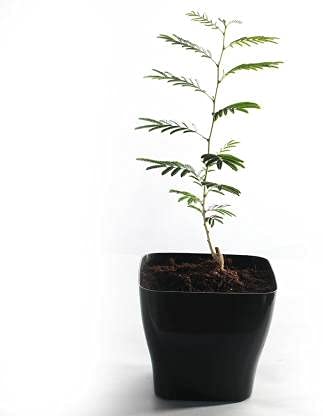 SAMMI PLANT FOR HOME POOJA AND GAERENING : Amazon.in: Garden & Outdoors