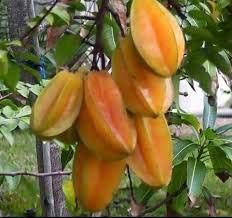 Amazing Store Hybrid Grafted Kamrak/Star Fruit/Carambola Tree Plant ...