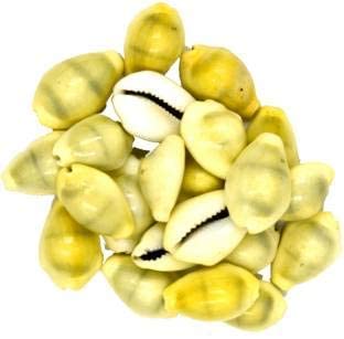 Buy FIRMUS Peeli Kowdi/PILI Kodi Cowrie Kauri for Lakshmi & Diwali ...