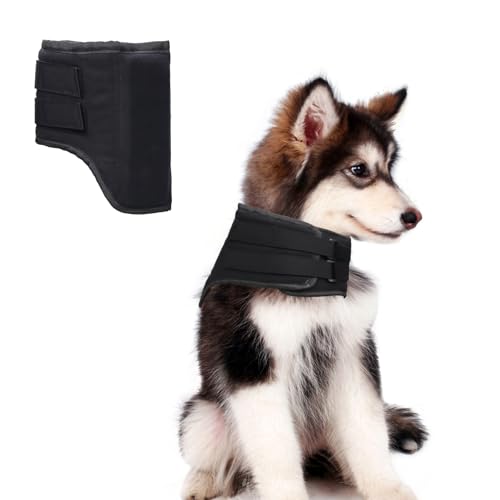 Dog Neck Brace – The 15 best products compared - Wild Explained