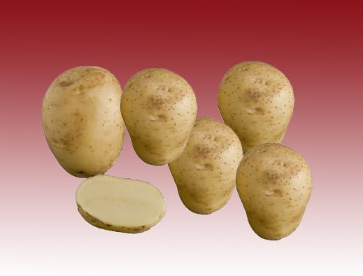Vivaldi Seed Potatoes x5 Sets Second Early Free P&P Great for Tubs ...