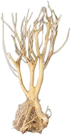 Enakshi (Label) Aquatic Ecological Aquarium Driftwood Root Trunk Tree ...
