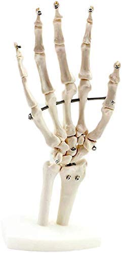 Buy DIELUNY Human Joint Model Human Hand s Of The Hand Anatomy Model ...