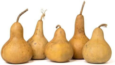 Amazon.com: Dried Hard Shell Warty Gourd - 5" - 6" Diameter, Ready for ...