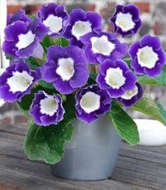 Amazon.com : Generic 100pcs Gloxinia Flower Seeds Blue White : Patio ...