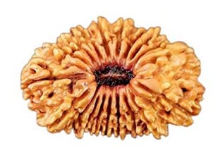 Trisha GEMS Stone Ekkis Mukhi Rudraksh Extremely Useful 21 Mukhi ...