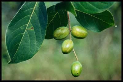 MAAN ORGANIC FARMS Harad Harar Haritaki Terminalia chebula medicinal ...