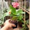RISHIKA PLANT HOUSE Euphorbia Flower Live Plant Red Healthy Flowers ...
