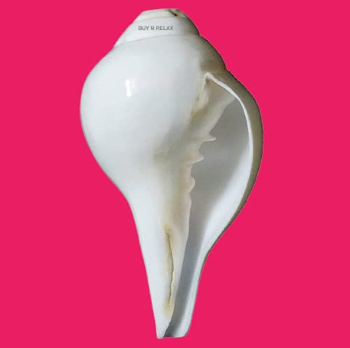 Buy N RELAXA Natural Loud Blowing Shankh 10 inch for Pooja |Ver Big ...