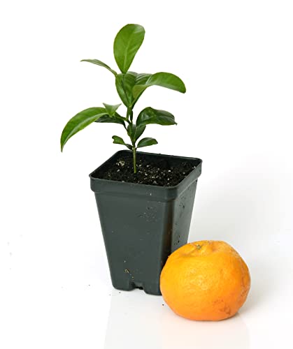 Mandarin tree - How to grow & care