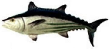 Amazon.com: Skipjack Fish Game Fish Bangkok Thailand Souvenir 3d Thai ...