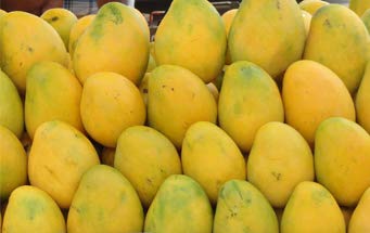 Anaras Mango-Grafted Live Plant Grow Your Own Delicious and Nutritious ...