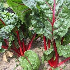 Red Cardinal Spinich Palak Organic Seeds : Amazon.in: Garden & Outdoors