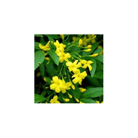 UGANIO PLANT Live Jasmine Yellow Flower Plant, PILI Chameli Plant with ...