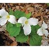 Amazon.com : New Fresh 100pcs Trillium Flower Seeds Generic : Patio ...
