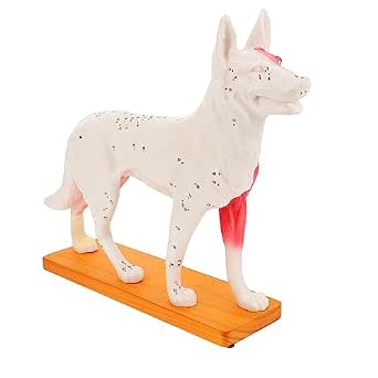 4 Dog Anatomy Model, Dog Model Anatomy Teaching Tool Animal Pressure ...