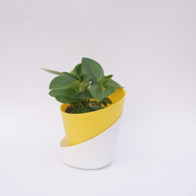 Peperomia/Radiator Plant Green in 4 Inch Live Sunshine Yellow Dublin ...
