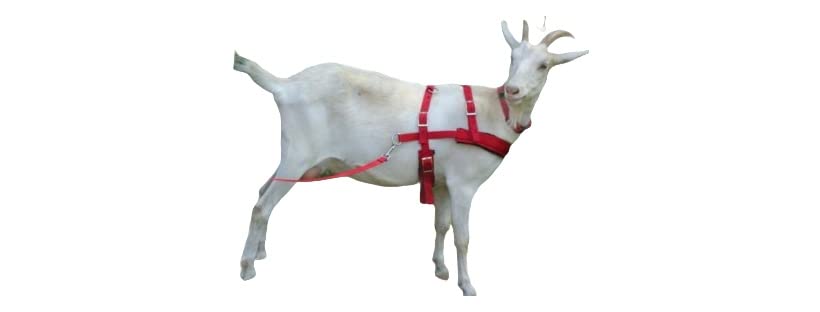 Amazon.com: Goat Pulling Harness With Tugs Padded Pull Wagons, Carts ...