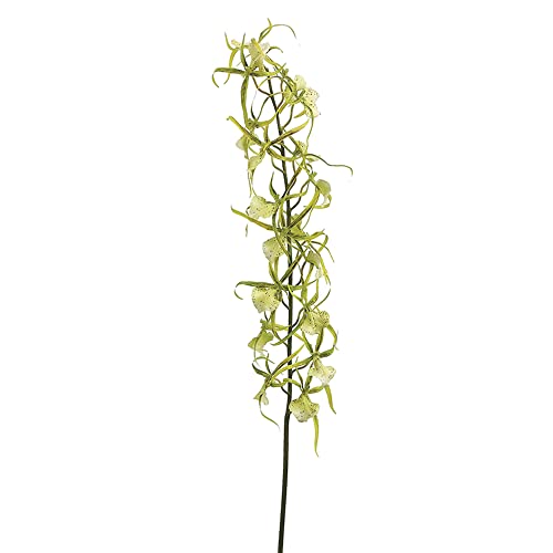 Brassia - How to grow & care