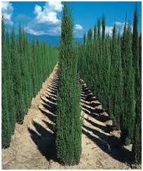 Green Earth Agro Lab Saru Live Plant : Amazon.in: Garden & Outdoors