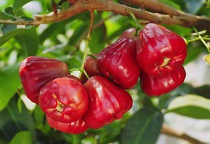 Creative Farmer Fruit Plant Chambakka Fruit Wax Jambu/Wax Apple (Black ...