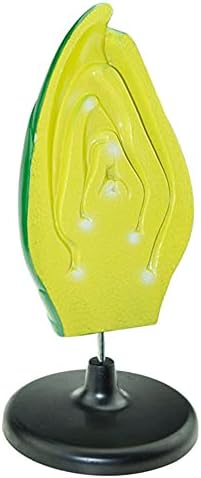 Bud Structure Model Plant Model, Longitudinal Section Model，Biology ...