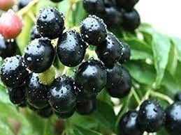 RISHIKA PLANT HOUSE BLACK JAMUN KALA JAMUN GRAFTED KALO JAM HIGHBRIDE ...