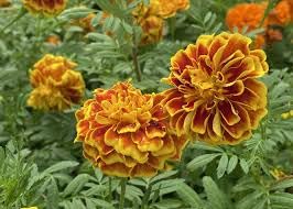 Genda seeds for planting | 180 Seeds : Amazon.in: Garden & Outdoors