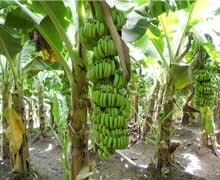 Golden Bloom Pack Of 2 Hybrid Live Grand nine G9 Banana Fruit Plant ...