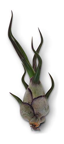 Tillandsia Bulbosa - How to grow & care