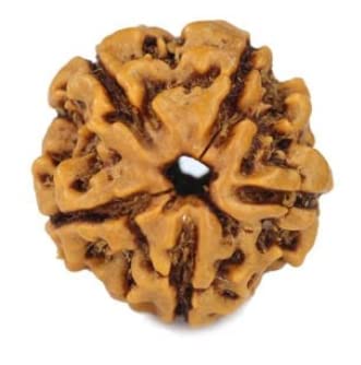 Om Sai.. Five Face Rudraksha Nepali Natural Attractive Round Beads 5 ...