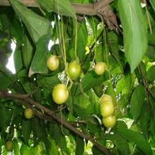 Mimusops elengi plant seeds100% germination (7 seeds) : Amazon.in ...