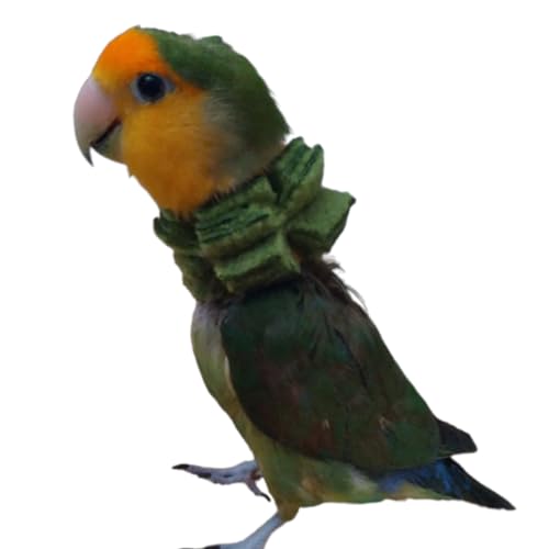 Amazon.com: Soft Bird Neck Collar for Lovebirds, Budgies, and Parakeets ...