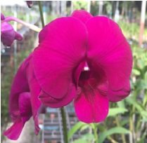 Dendrobium Orchid Airy Red Jumboo : Amazon.in: Garden & Outdoors