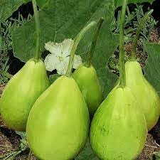 Round Lauki/Calabash Seeds (28 per pack) : Amazon.in: Garden & Outdoors