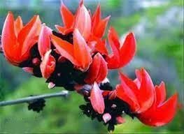 Red Palash Plant (Original Variety Pack Of-1) Healthy Plant With-1 Pot ...