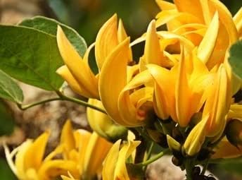 Green Colections Rare variety Yellow Palash,Holud Palsh,Butea Flower ...