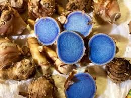 Black Turmeric- VENUS-ONLINE KALI Haldi Plant, KALI Haldi, Black ...