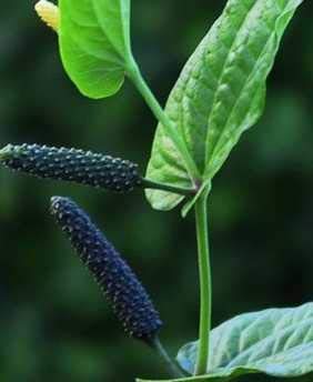 Royal Paradise Garden long pepper pippali sapling plants, pipal, pipli ...