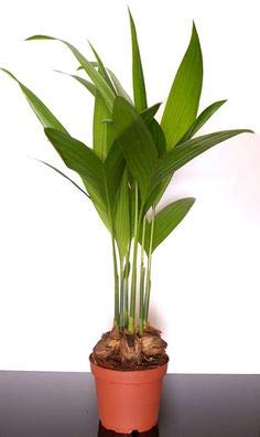 Creative Farmer Live Fruit Palm Betel Nut Areca Catechu (Betelnut Palm ...