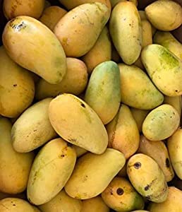 SUN NURSERY Nursery Rare"Thai Chok Anan" Mango Grafted 2-3 feet Height ...