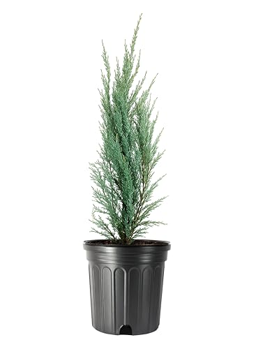 10 Best Narrow Juniper Trees to Transform Your Garden in 2025 ...
