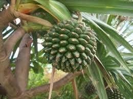 Anti Cancer kevda/kewda Natural Live Plant : Amazon.in: Garden & Outdoors