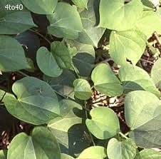 Giloy Plant, Gulvel Plant,Gulancha Plant Medicinal Herbal Natural Plant ...