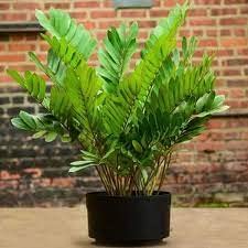 Zamia green live plant, live plant for green zamia (pack of 1) : Amazon ...